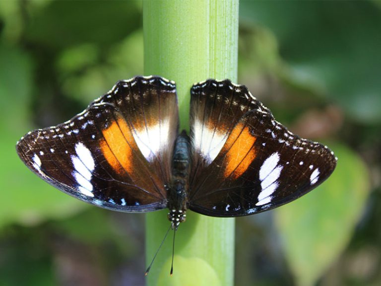 Vanuatu’s animals | Book Vanuatu Travel | Hotels & Tours | Flights